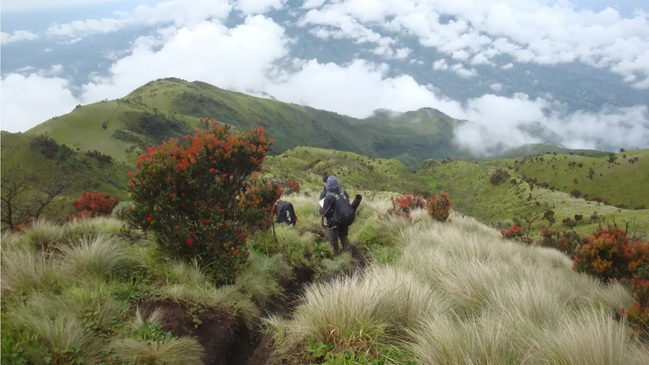 Legenda Gunung Argopuro: Tempat Bersemayam Dewi Rengganis dan Hutan ...