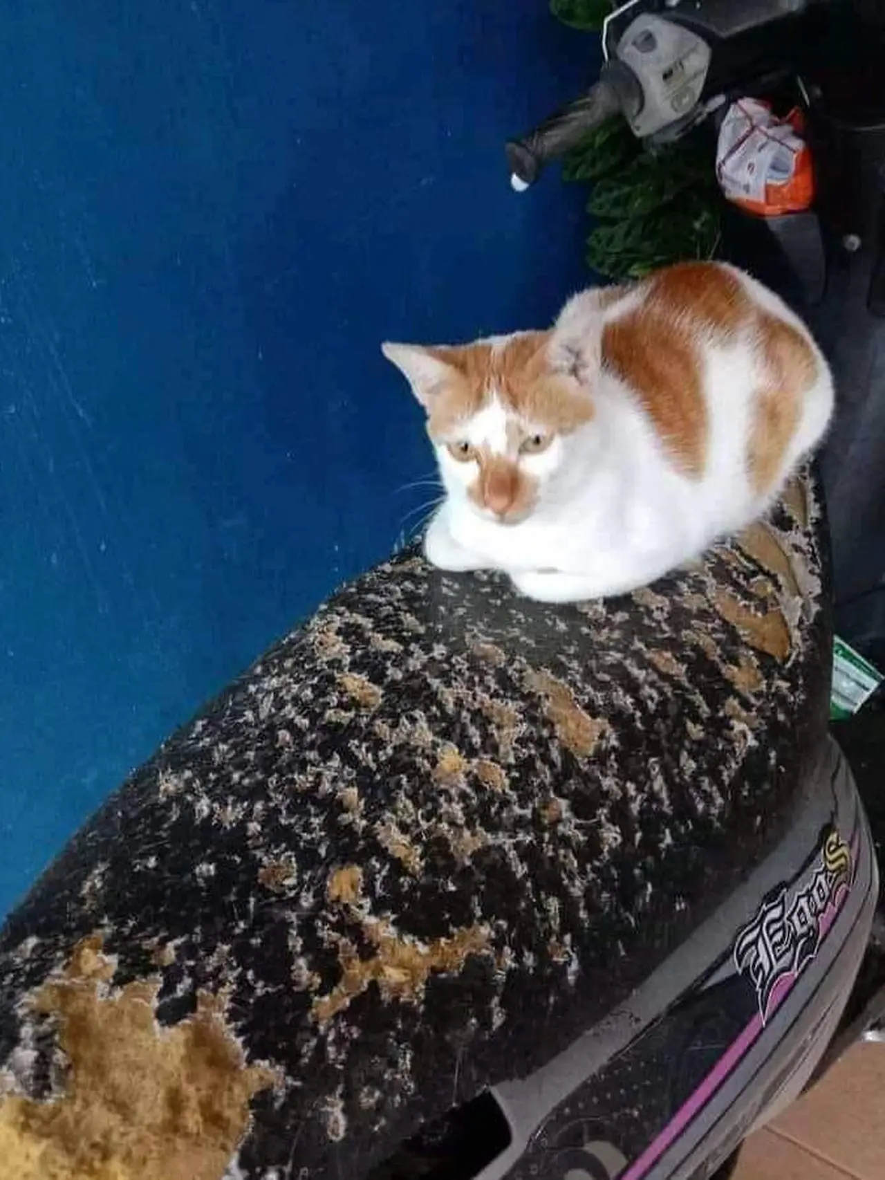 6 Tingkah Kucing Suka Merusak Barang Ini Bikin Emosi, Onar Banget - Hot ...