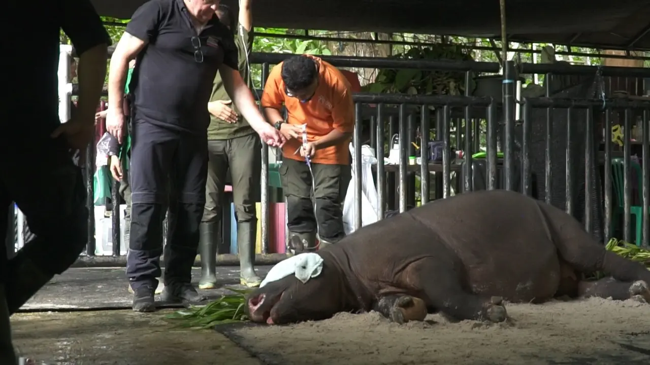 Misi Penyelamatan Badak Kalimantan Terakhir di Muka Bumi - Regional ...