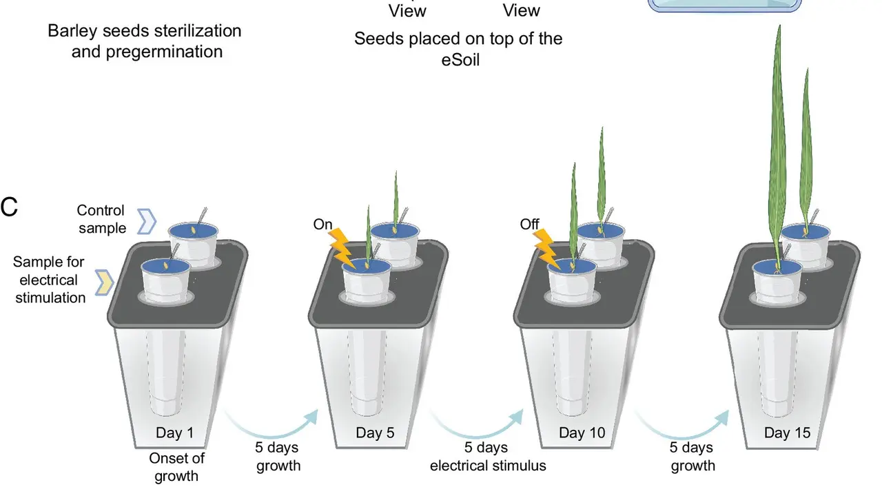 Setrum Listrik Bisa Percepat Pertumbuhan Tanaman, Ilmuwan: Sudah Teruji ...