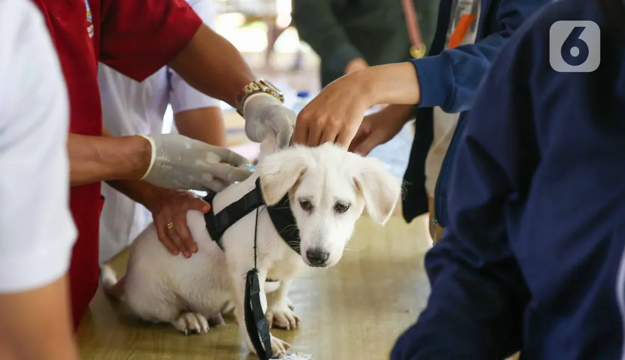 FOTO: Pemberian Vaksin Anti Rabies Gratis untuk Hewan Peliharaan - Foto ...