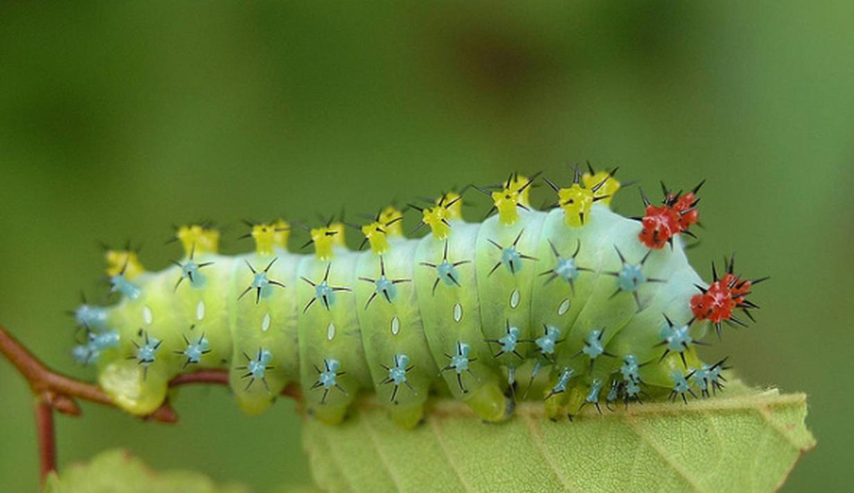 10 Foto Ulat Bulu Tercantik di Dunia - Photo Fimela.com
