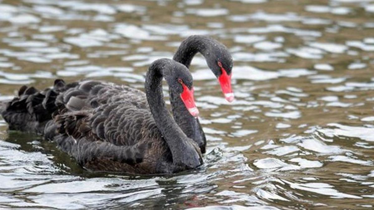 Sepasang Angsa Sedih & Tak Mau Makan, Alasannya Bikin Terenyuh ...