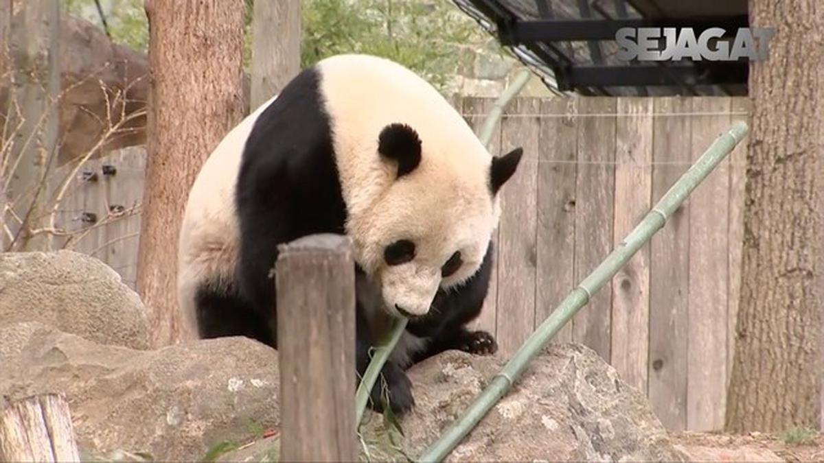 SEJAGAT: Panda Raksasa di Washington Pulang Kampung ke China - Video ...