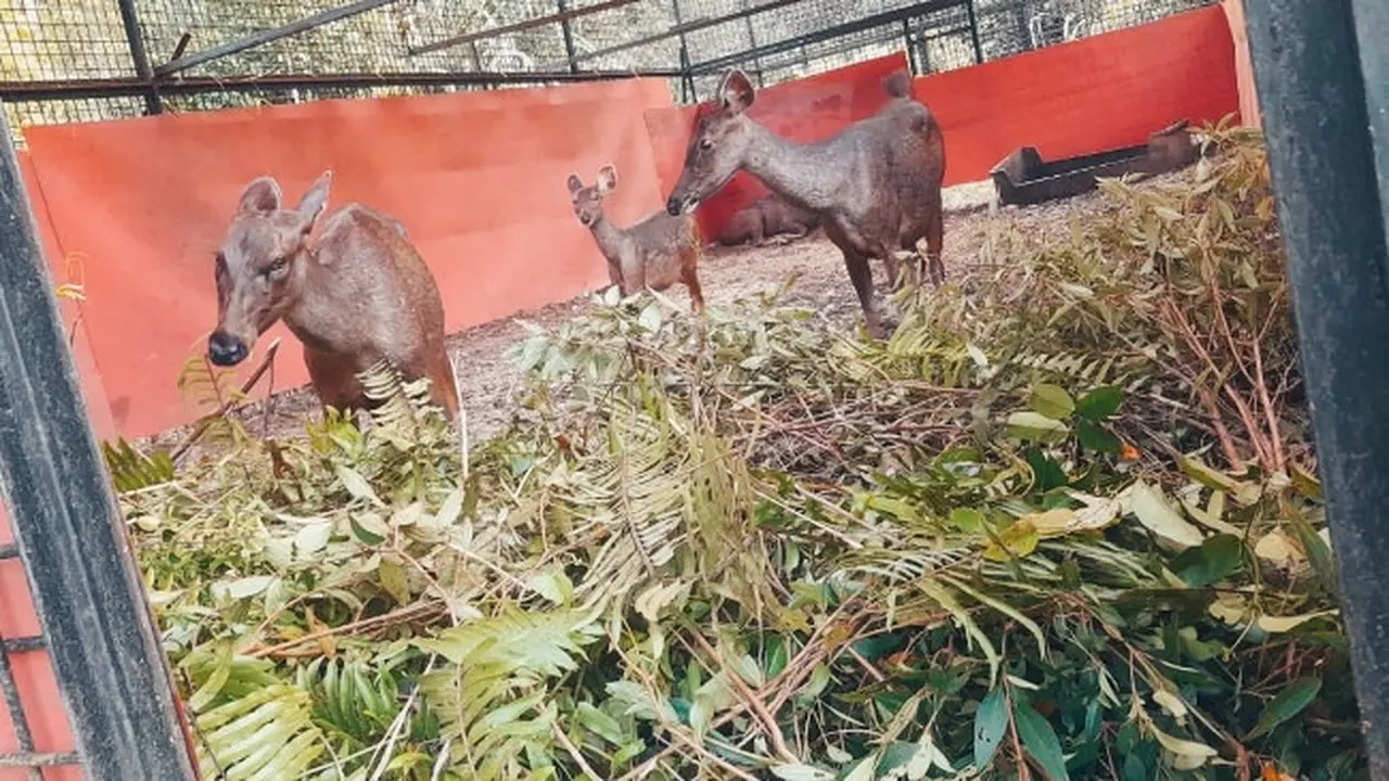 4 Rusa Dilepasliarkan ke Hutan Kampar, Siap-Siap Masuk ke Kandang ...