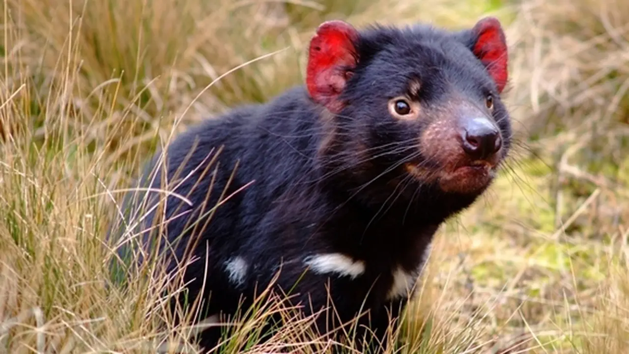 Waduh, Ini Dia Hewan Paling Bau Sedunia