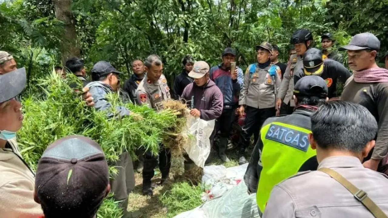 Temuan Ladang Ganja di Kawasan Taman Nasional Bromo Jadi Sorotan Media ...