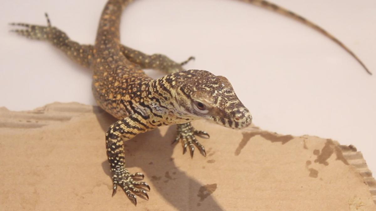 16 Bayi Komodo Lahir di Bali untuk Pertama Kali