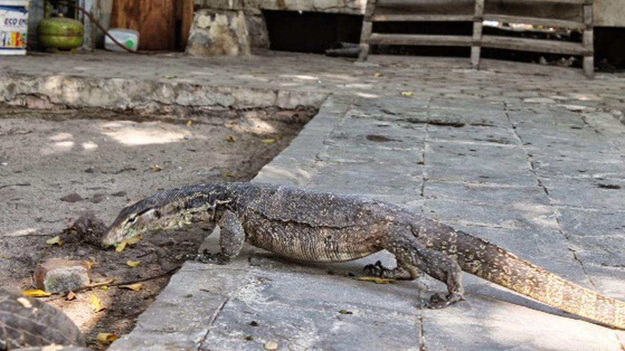 3 Jenis Biawak Ini Hanya Ada di Raja Ampat