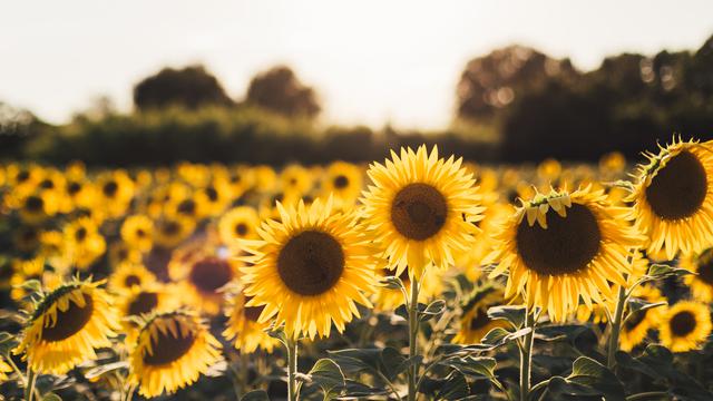 5 Contoh Puisi tentang Bunga, Penuh Pesan Menginspirasi - Ragam Bola.com