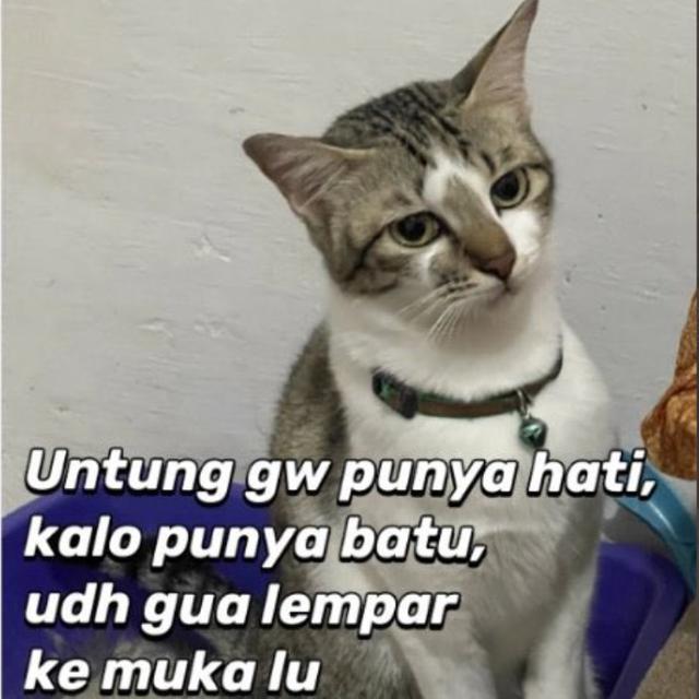 6 Meme Kucing Gambarkan Ekspresi Kesal Ini Bikin Gemas, Enggak Jadi ...