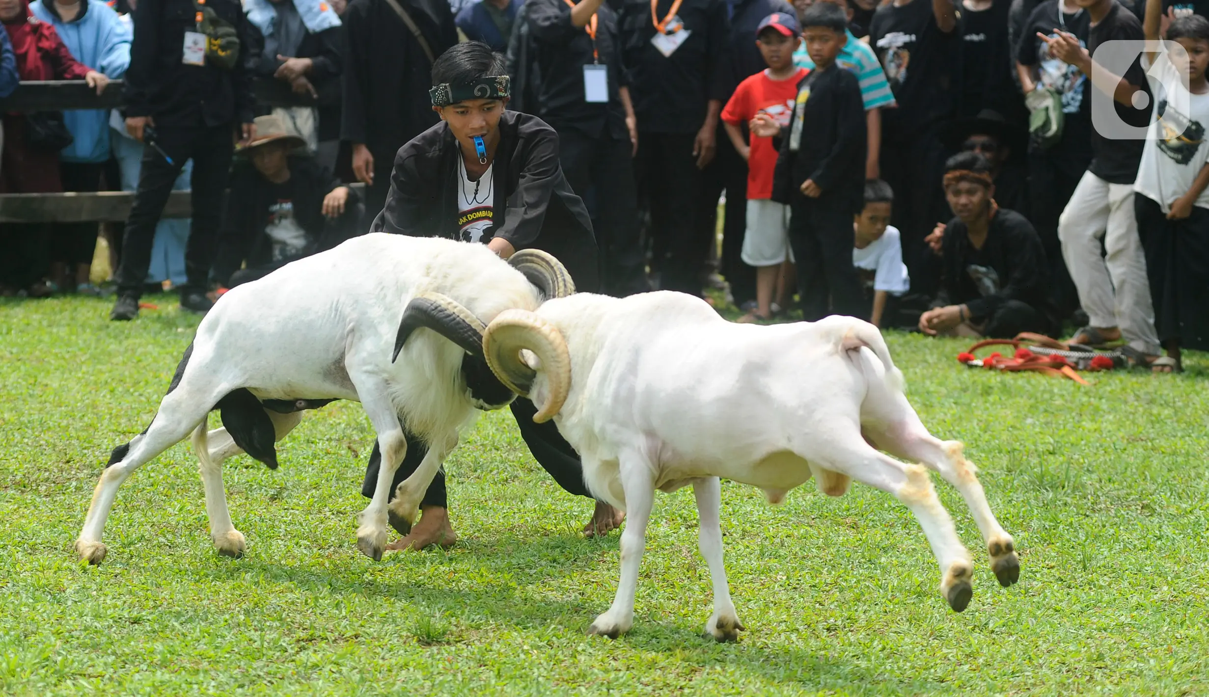 Melihat Keseruan Festival Ternak dan Seni Ketangkasan Domba Garut di ...