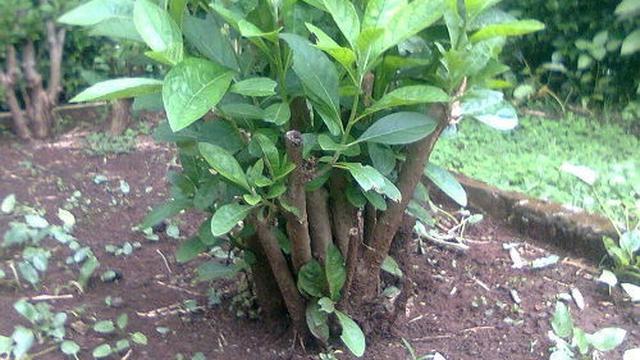 11 Manfaat Daun Afrika untuk Kesehatan, Jaga Kesehatan Mata dan ...