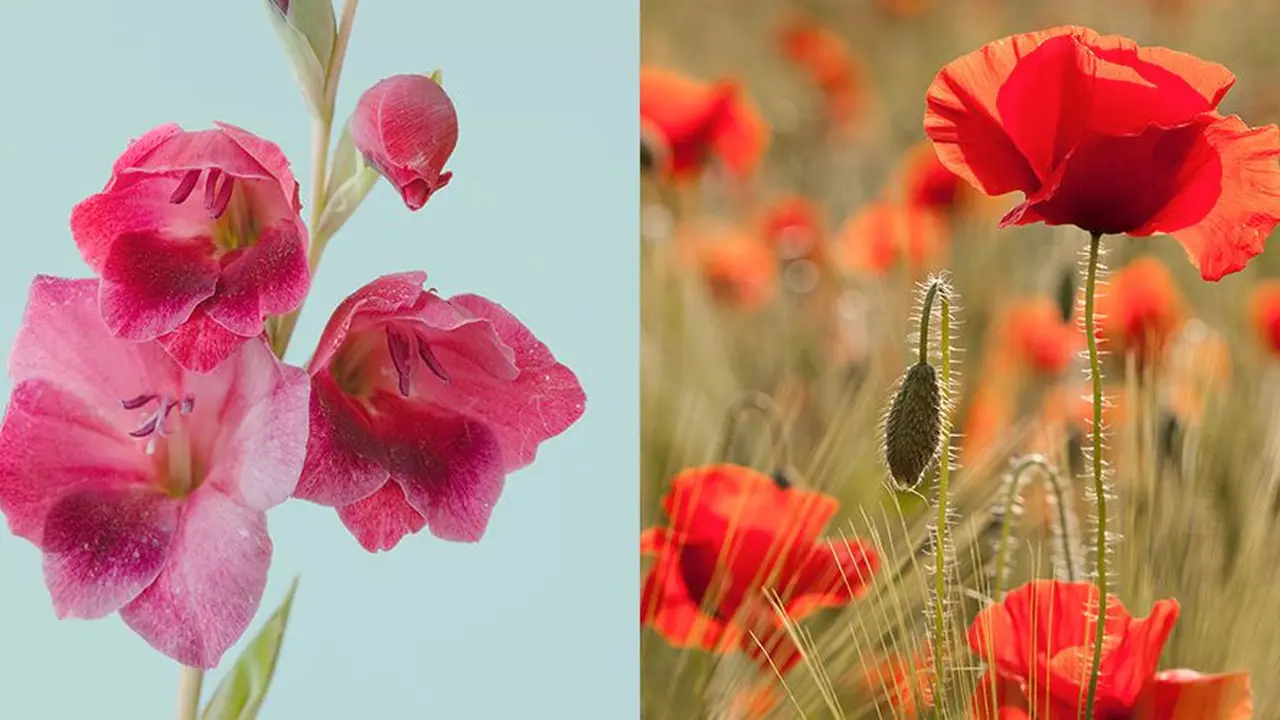 12 Bunga Berdasarkan Bulan Kelahiran dan Makna Rahasia di Baliknya