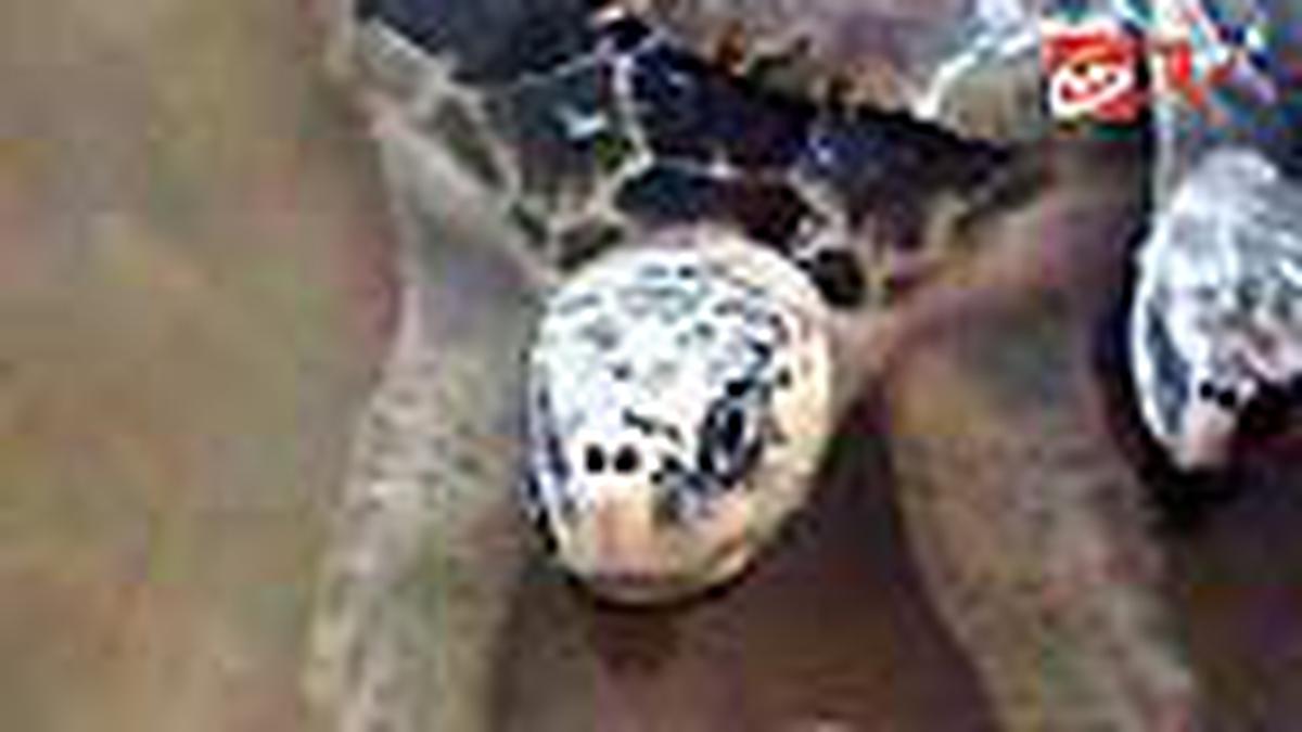 Melihat Konservasi Penyu - Video Liputan6.com