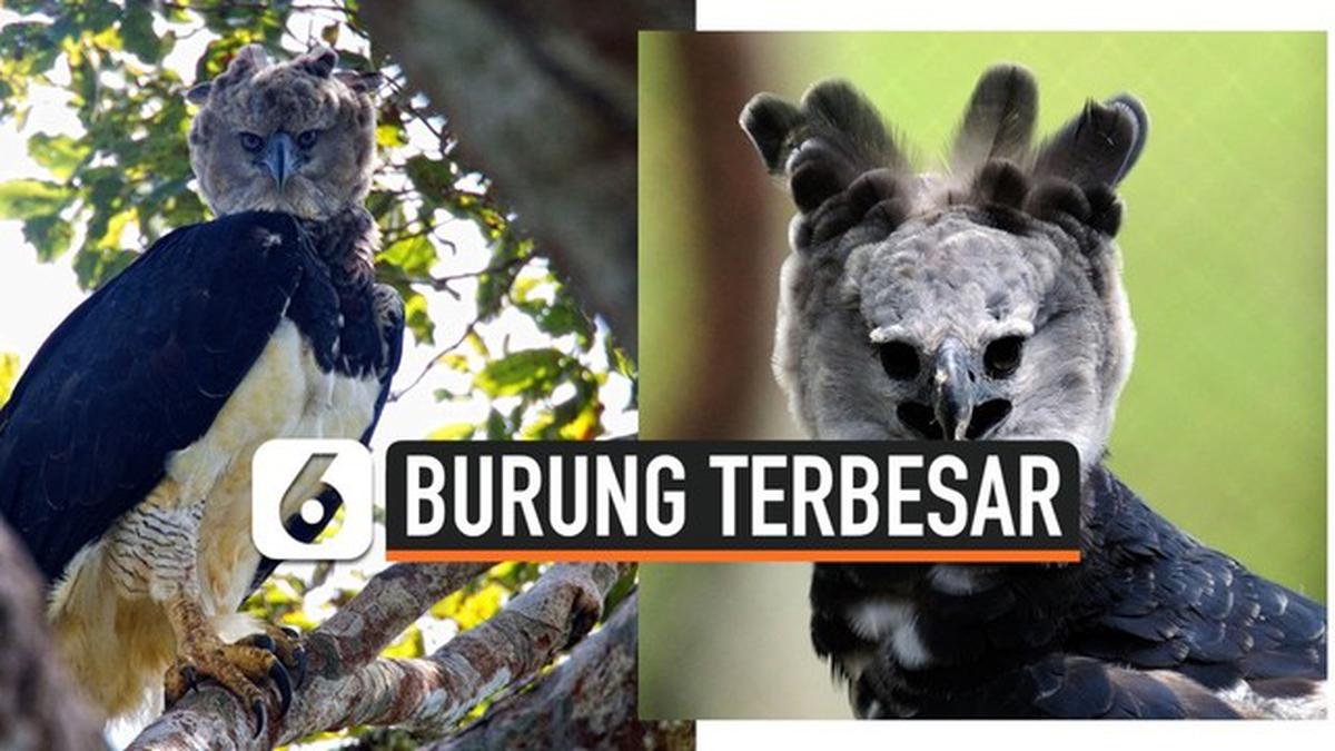 VIDEO: Berkenalan dengan Harpy, Burung Elang Terbesar di Dunia - Hot ...