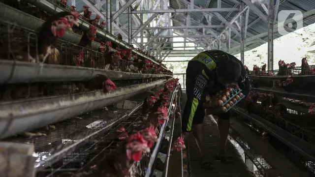 10 Cara Beternak Ayam yang Mudah, Ketahui Kelebihan dan Kekurangannya - Hot Liputan6.com