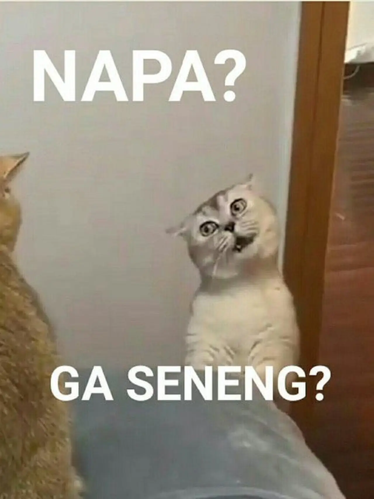 9 Meme Lucu Lagi Emosi Ini Kocak, dari Kucing Hingga Manekin - Hot ...