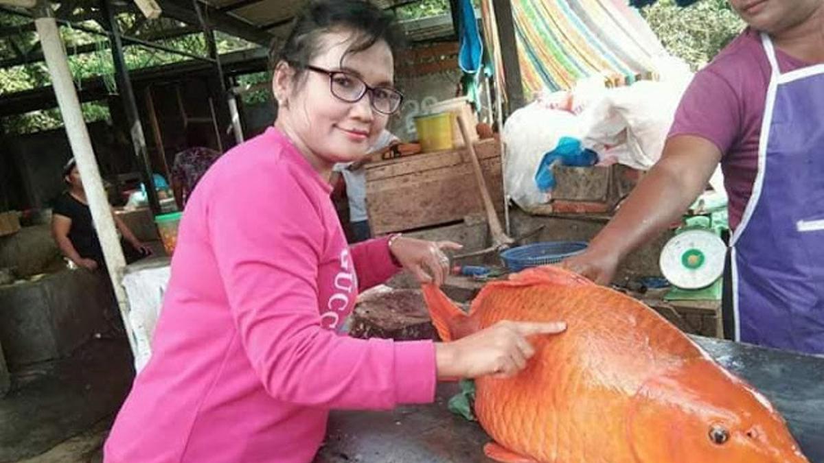 Selain Ikan Arapaima, Munculnya Ikan Mas Raksasa Ini Juga Sempat Bikin ...