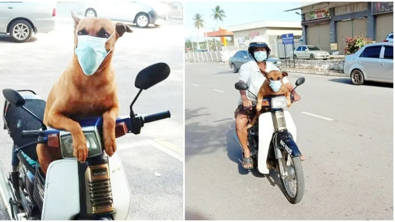 Anjing Pintar, Selalu Pakai Masker saat Naik Motor Sekalipun - Otomotif ...