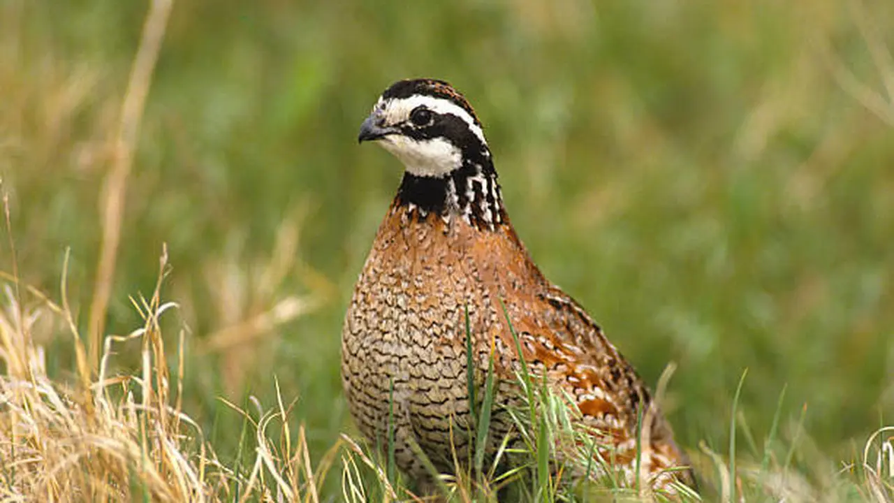 Keistimewaan 4 Jenis Burung yang Disebut Al-Qur'an, Gagak hingga Ababil ...