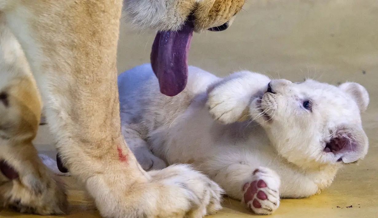 FOTO: 3 Bayi Singa Putih Langka Lahir di Jerman - Foto Liputan6.com
