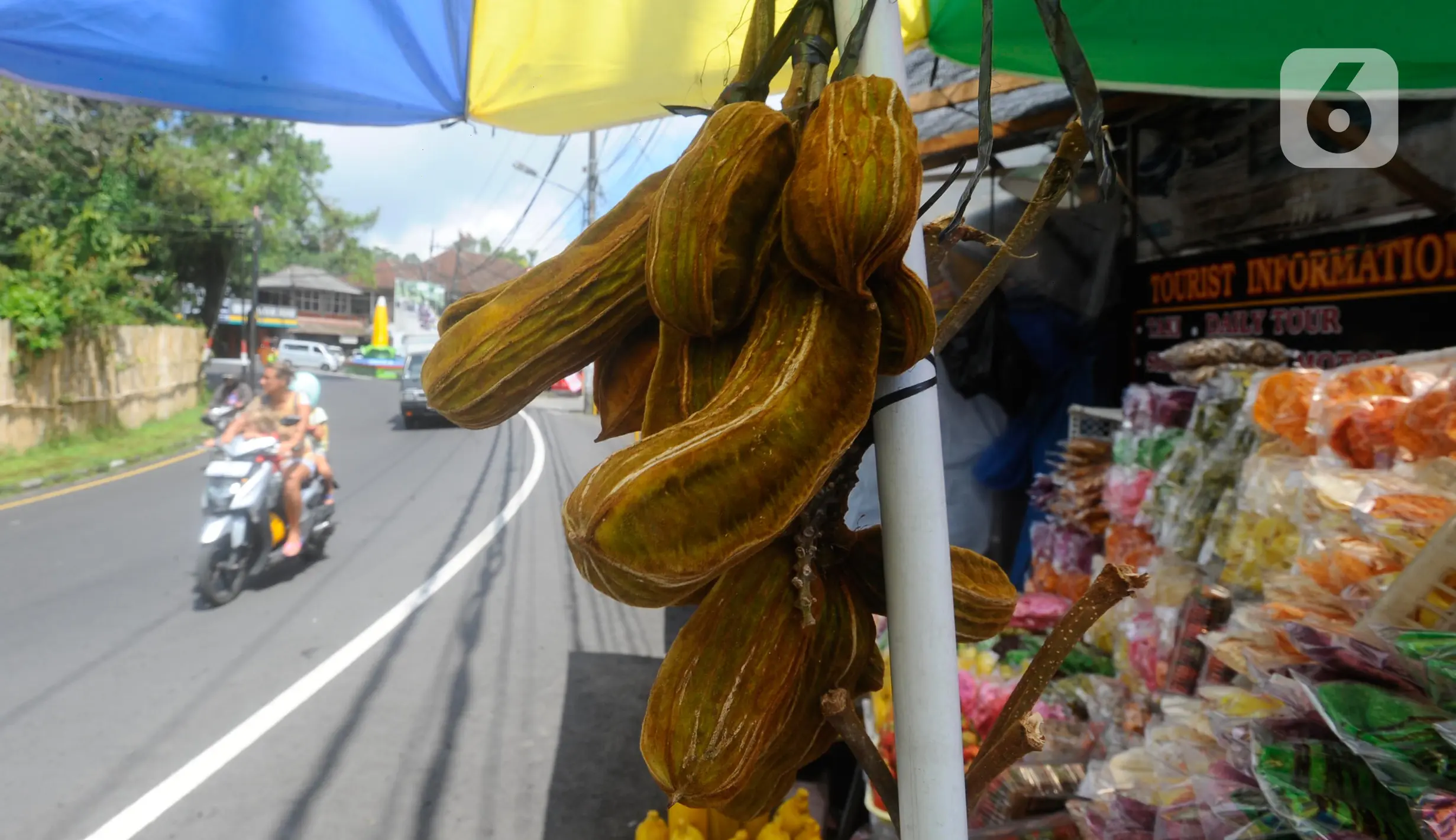 Mancicipi Sensasi Buah Salju Khas Bedugul Bali yang Langka Ditemui ...