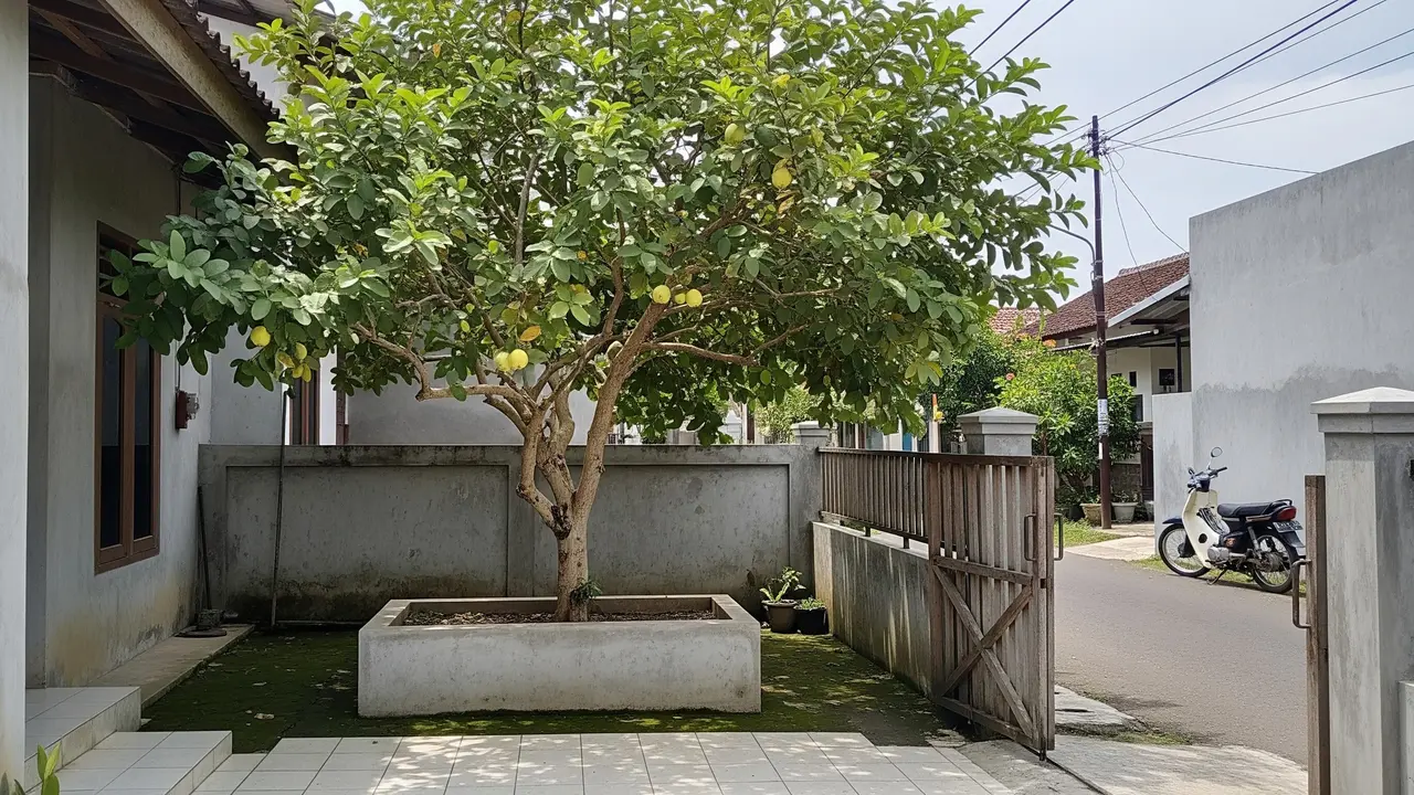 12 Pohon Buah yang Tetap Berbuah Saat Kemarau, Cocok untuk Pekarangan Rumah