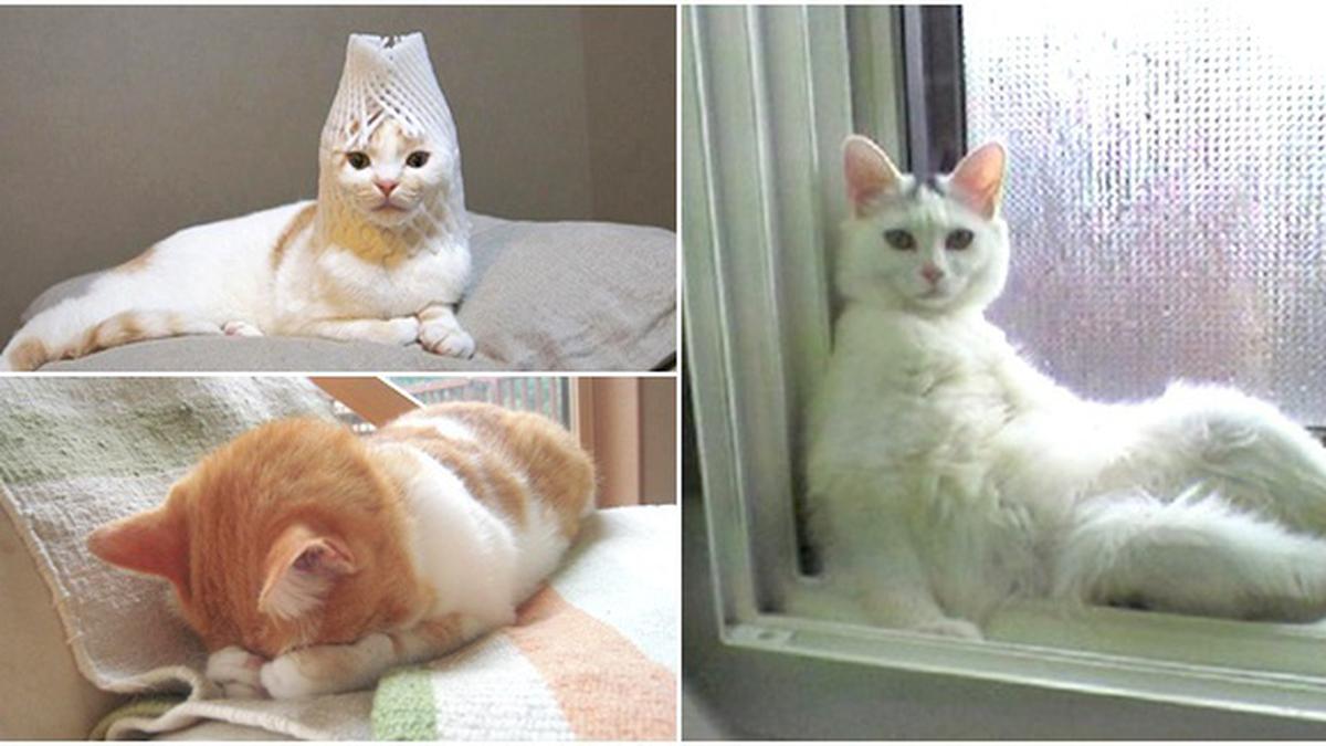 6 Tren Pose Foto Kucing Ini Ternyata Ada di Dunia