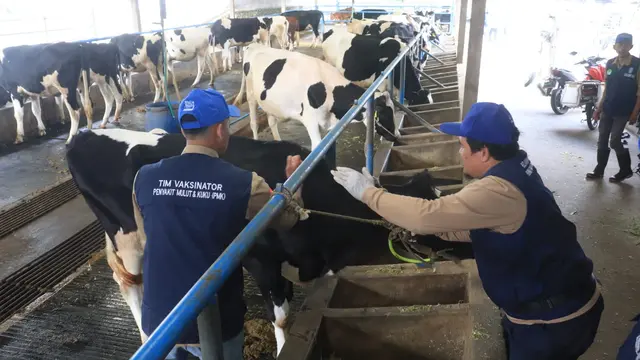 Sapiderman Bukan Sapi'i, Upaya Pemerintah Menekan Angka Kematian Sapi ...