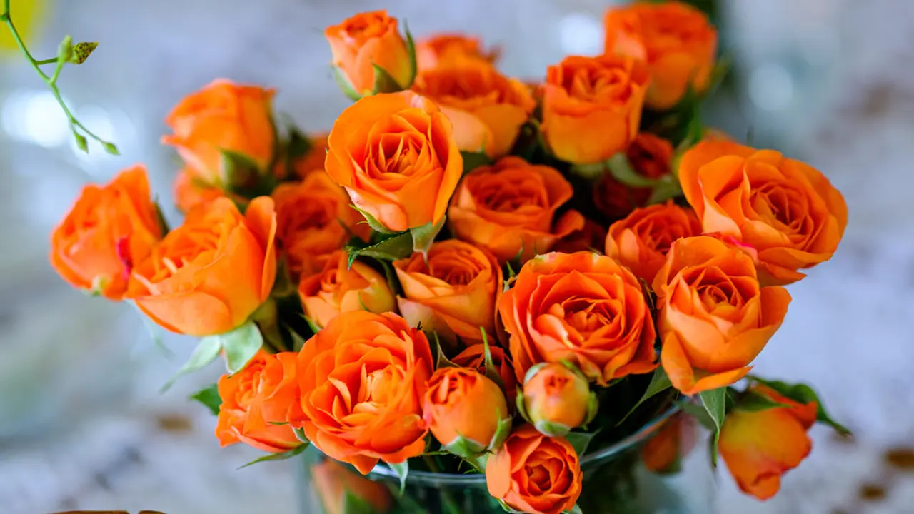 Makna Bunga Mawar Berdasarkan Warnanya, Ini yang Paling Romantis