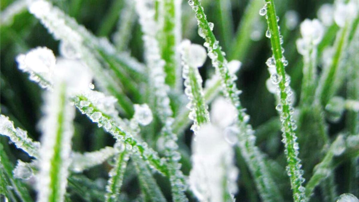 Mengenal Embun Es Dieng, 'Salju' Cantik nan Mematikan - Regional ...