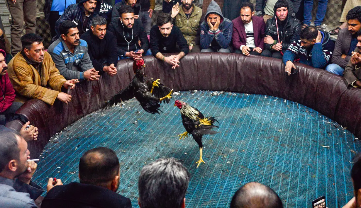 FOTO: Sabung Ayam Masih Marak di Irak - Foto Liputan6.com