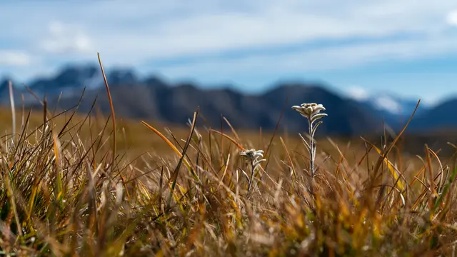 Beda dari Gunung Lain, Mengapa Bunga Edelweis di Bromo Dijual ke ...