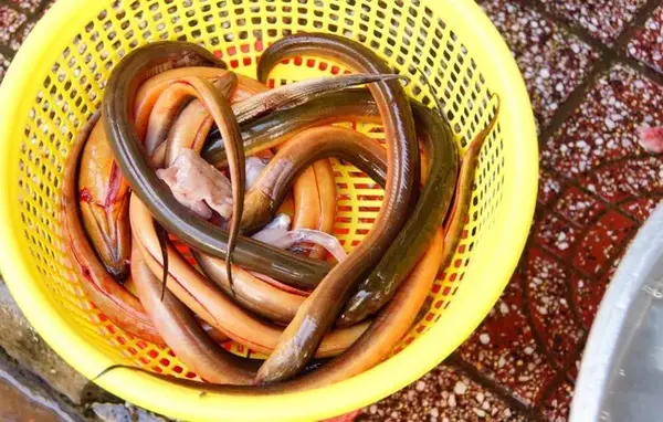 Nama Organ Gerak Ikan dan Fungsinya, Ini Penjelasan Lengkapnya - Hot ...
