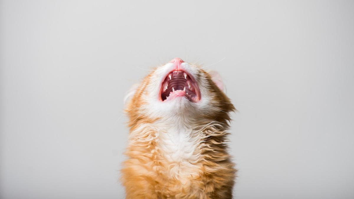 Cara Merawat Gigi Kucing Agar Tidak Menimbulkan Penyakit