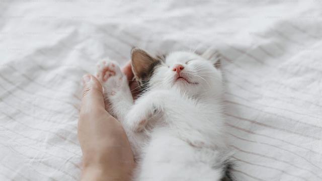 7 Potret Kucing dengan Pose Lucu dan Menggemaskan