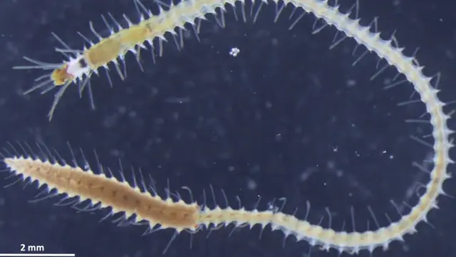 Unik, Cacing Laut Ini Ekornya Bisa Terlepas Demi Mencari Pasangan - Hot ...