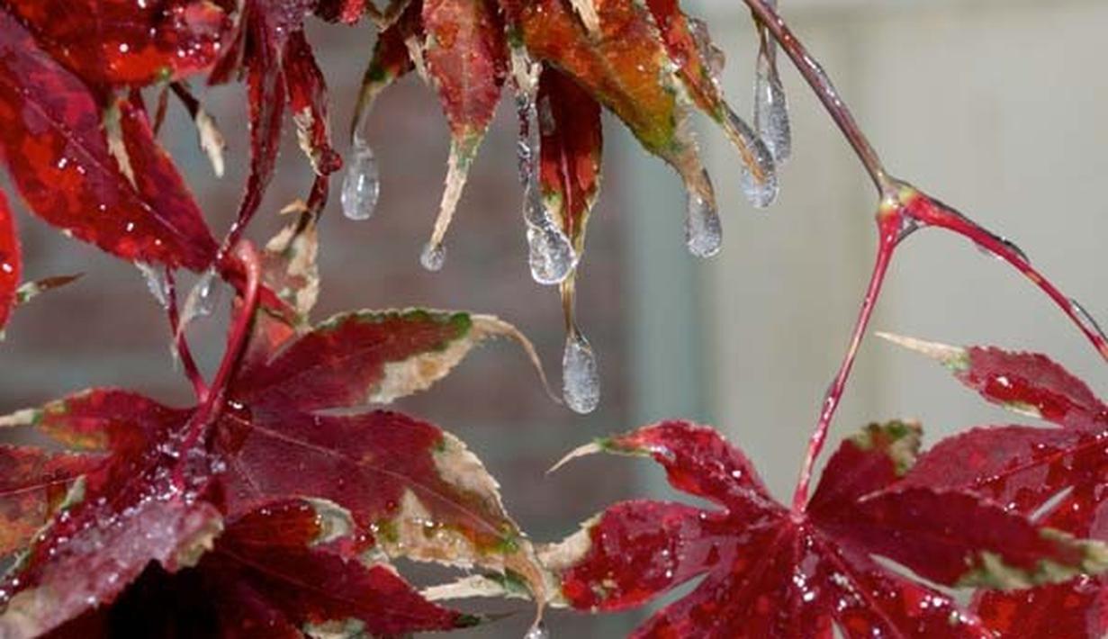 Indahnya Badai Salju Membekukan Bunga-Bunga Cantik Ini - Photo Fimela.com