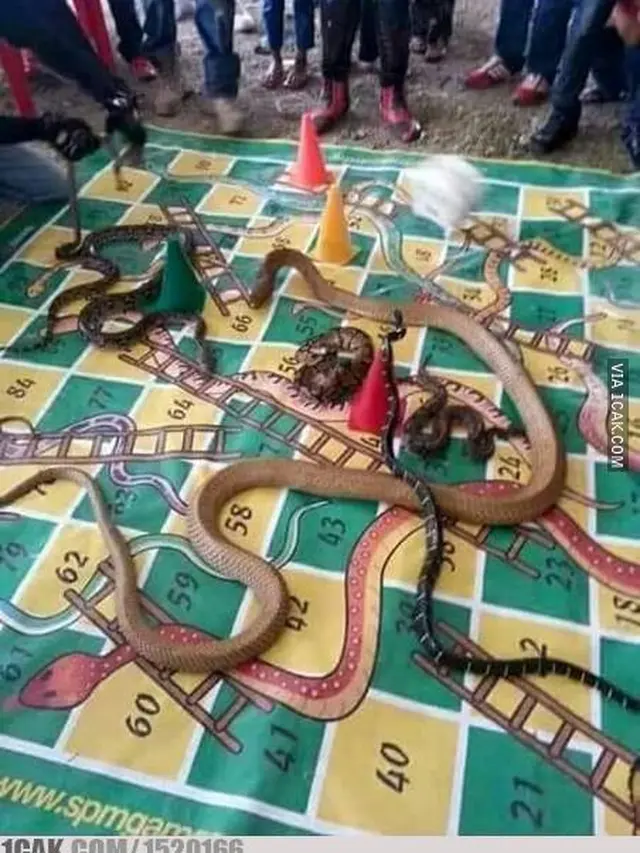 6 Momen Ular Bertingkah Bak Manusia, Nonton Anime Hingga Minum Kopi ...