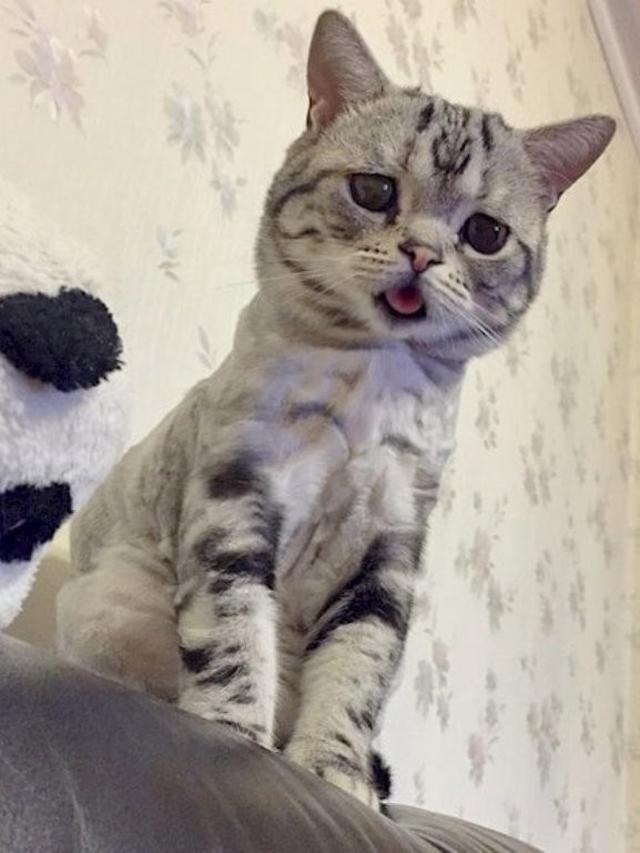 Jadi Favorit Masyarakat Dunia, Ini 6 Potret Kucing Muka Sedih ...