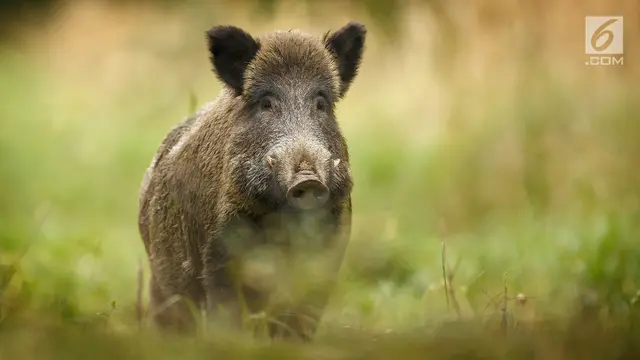 Top 3: Babi Hutan Indonesia Menginvasi Malaysia dan Laporan Situasi Papua untuk PBB Tersorot ...