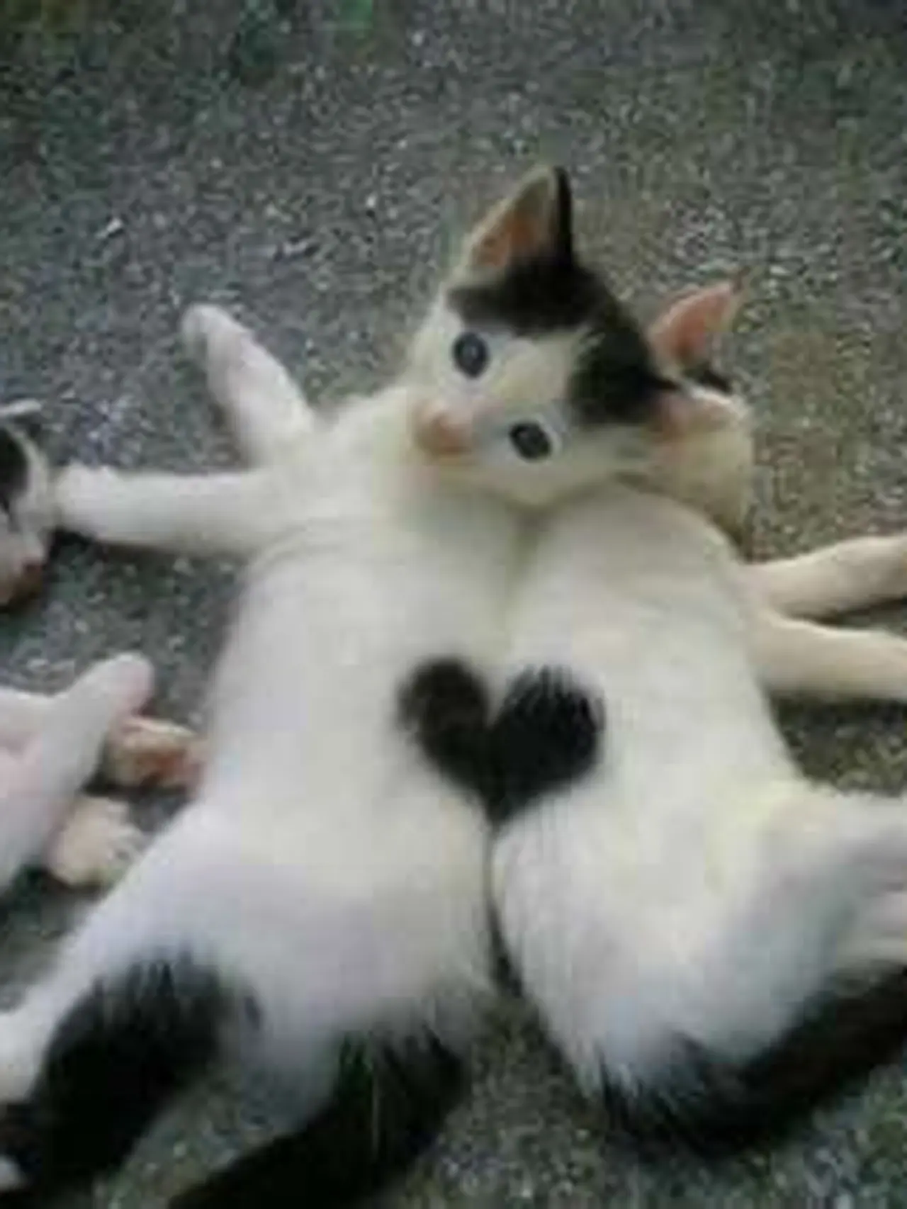 6 Potret Dua Kucing Beraksi Bentuk Love Ini Menggemaskan, Momen Langka ...