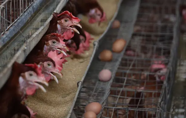 Absurd adalah Istilah dalam Bahasa Gaul, Ketahui Makna dan Penggunaanya ...