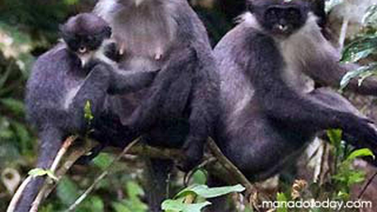 Lutung Beruban Kalimantan Juga Disorot Dunia - News Liputan6.com