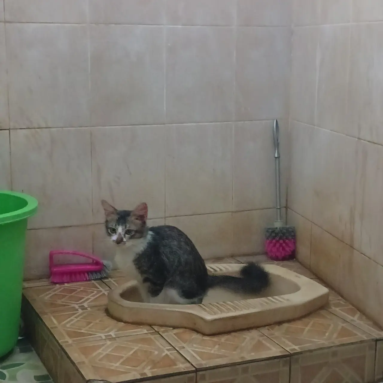 6 Potret Kucing Buang Air di Kloset Ini Ekspresinya Kocak, Diajarkan ...