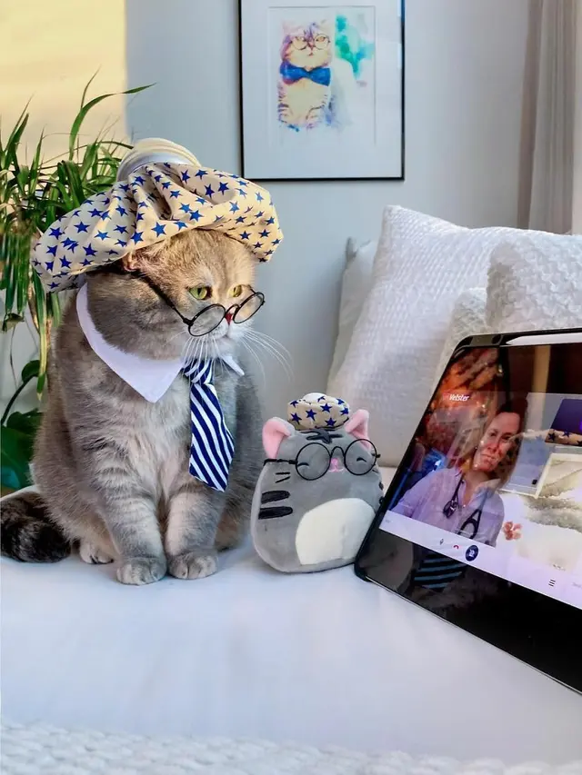 8 Potret Kucing Pakai Kostum Unik Ini Curi Perhatian, Menggemaskan ...
