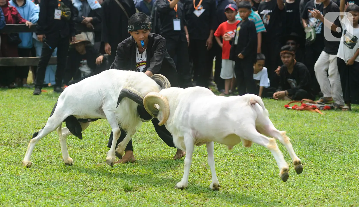 Melihat Keseruan Festival Ternak dan Seni Ketangkasan Domba Garut di ...
