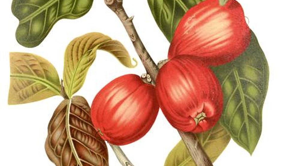 10 Manfaat Jambu Bol untuk Kesehatan, Kaya Nutrisi