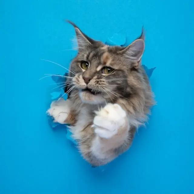 7 Foto Ekspresi Kucing Lubangi Kardus Ini Gemesin Banget, Tak Merasa ...